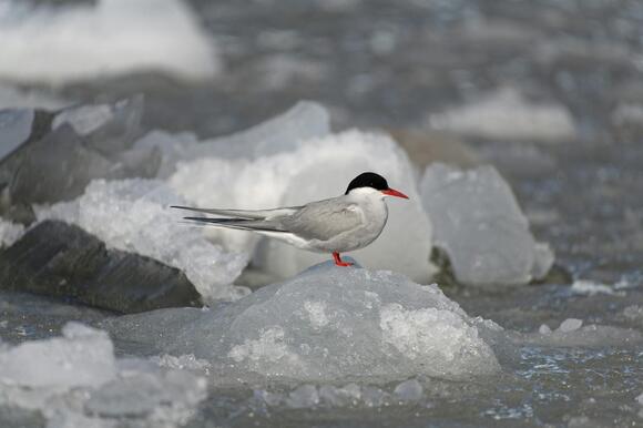 This Tiny Bird Travels Farther Than Any Other Animal on Earth - NewsBreak