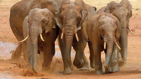 The Remarkable African Elephant - NewsBreak