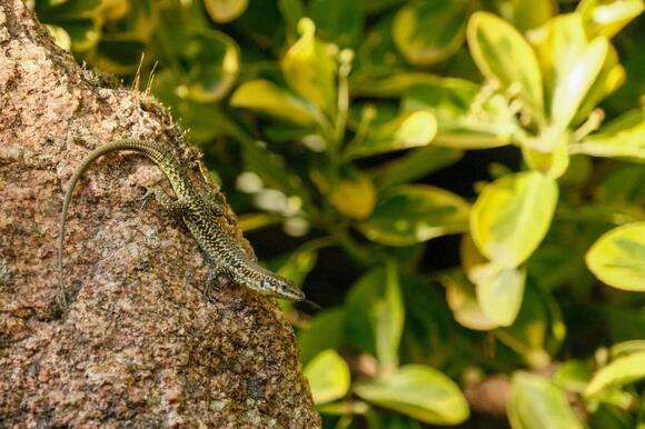 The Best Plants for Reptile Enclosures – Safe and Non-Toxic - NewsBreak