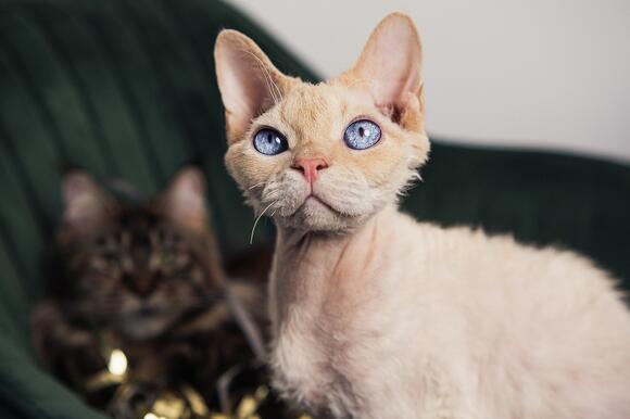 10 Cat Breeds That Mirror Human Personality Types - NewsBreak