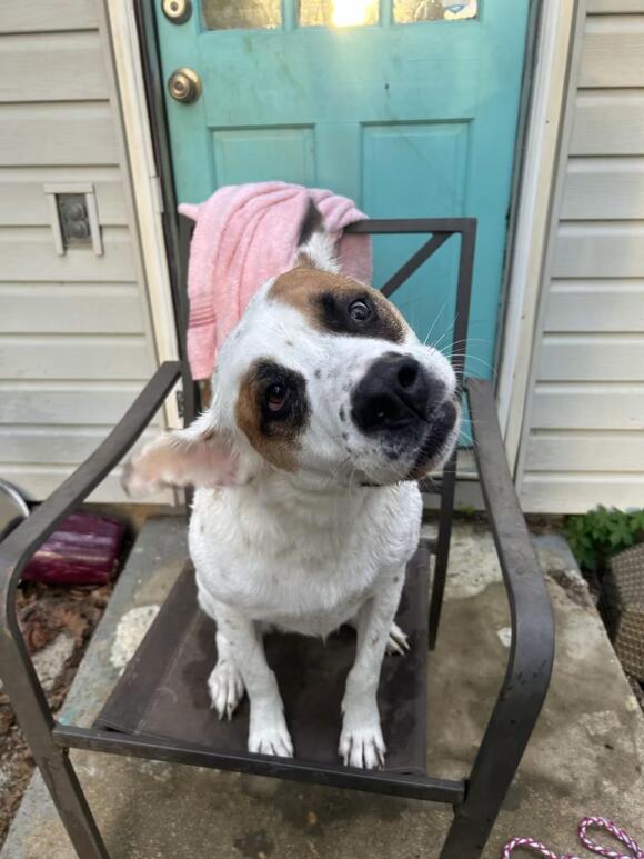 🐶 Playful, Loyal & Loving Dogs Ready for Adoption in Huntsville - NewsBreak