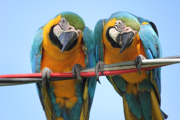 15 Reasons Macaws Are The Ultimate Pet Birds - NewsBreak