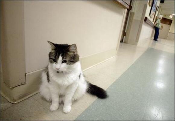 Meet Oscar: The Cat Who Could Predict Death and Comfort Patients in a ...