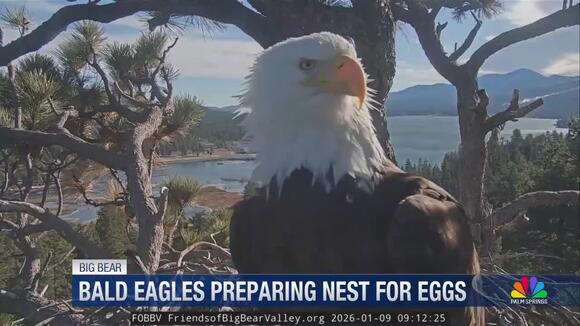 Big Bear Bald Eagles Jackie and Shadow Begin Nest Prep as Egg Season ...
