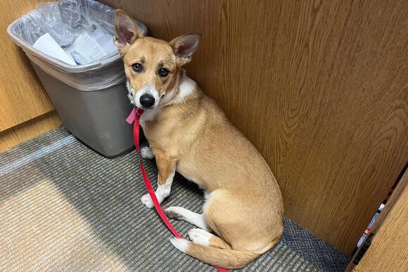 Stubby Legs, Sweet Spirit. ‘Vogue’ is Ready for Adoption in Billings ...