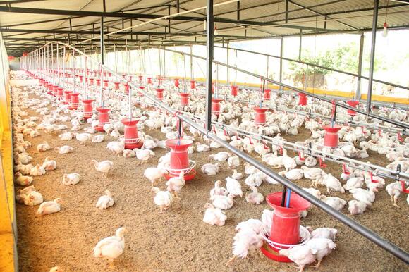 How Factory Farming Affects Wild Animal Populations and Biodiversity ...