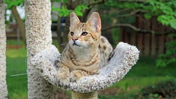 The Top 11 Most Googled Animal Hybrids - NewsBreak