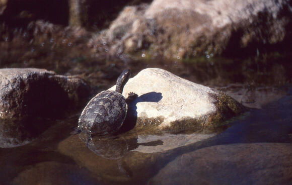 How Turtles Cross Roads Safely—Thanks to Wildlife Tunnels - NewsBreak