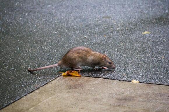 Rats Are Taking Over Downtown Chicago – and It’s Getting Worse - NewsBreak