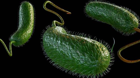 Four people dead in Florida from flesh-eating bacteria found in coastal ...