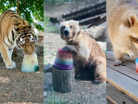 Denver Zoo working around the clock to keep animals cool amid Colorado ...