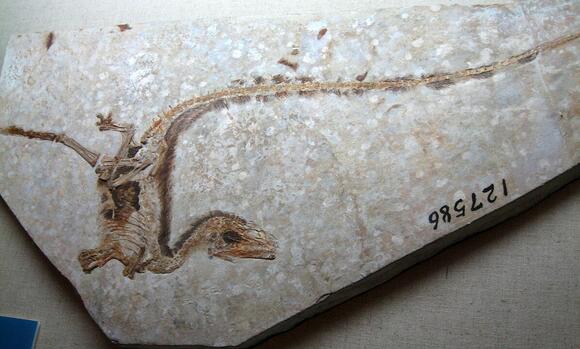 6 Fossils That Made Scientists Rethink Everything They Knew - NewsBreak