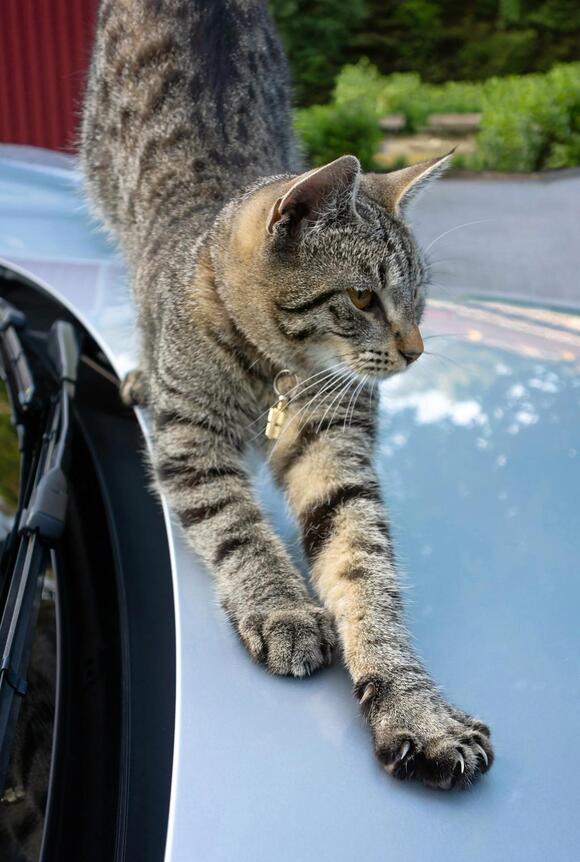 One Scratch Could Put You in the Hospital: The Scary Truth About Cat ...