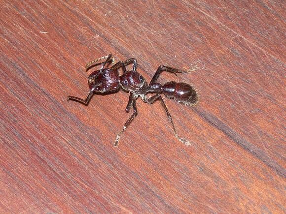 The 10 Most Terrifying Creatures Found in the Amazon Rainforest - NewsBreak