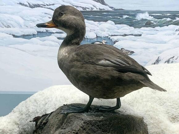 The Duck That Slipped Away Without a Sound - NewsBreak
