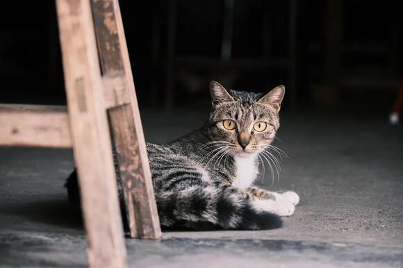 Understanding Your Cat’s Tail Wags Unlocks Their True Emotional State ...