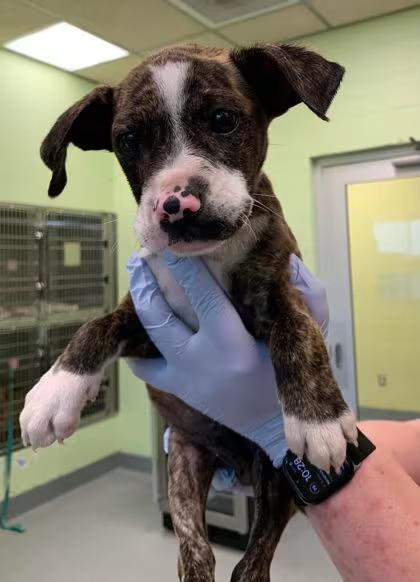 🐶 Playful Pit Bull Puppies Ready for Adoption in Longview - NewsBreak