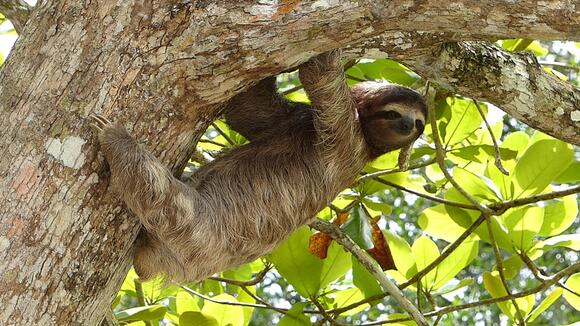 Why Sloths Are So Slow — And How That’s Weirdly Brilliant - NewsBreak