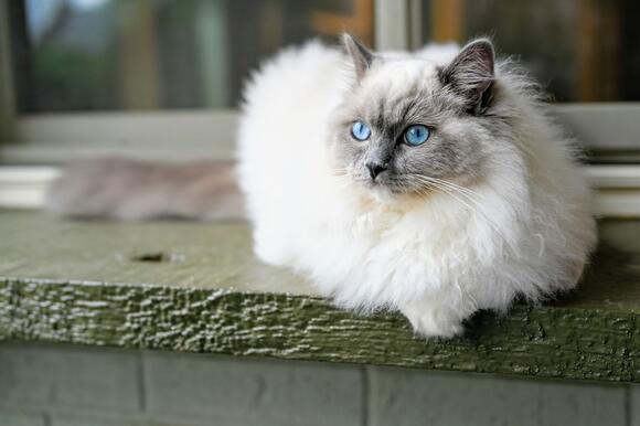 10 Cat Breeds That Are Surprisingly Sensitive to Human Emotions - NewsBreak