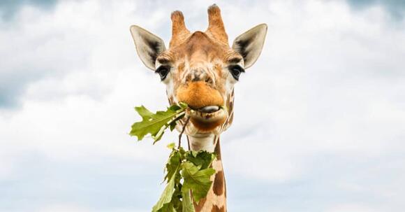 Greedy Giraffe Cranes Its Long Neck Into a Car Window to Steal a Bag of ...