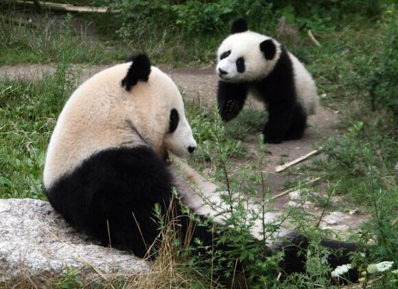 Best Places to See Giant Pandas - NewsBreak