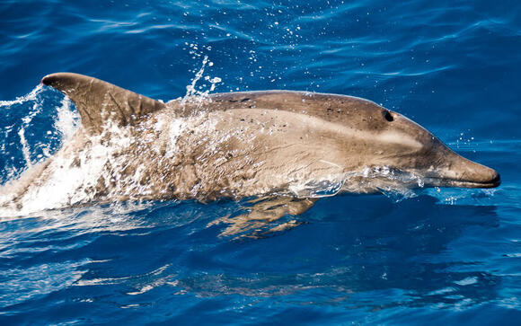 The Way Dolphins Play With Bubbles Will Melt You - NewsBreak