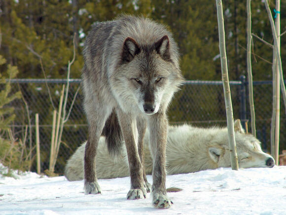 After Tragedy, Yellowstone’s Junction Butte Wolf Pack Regroups and ...