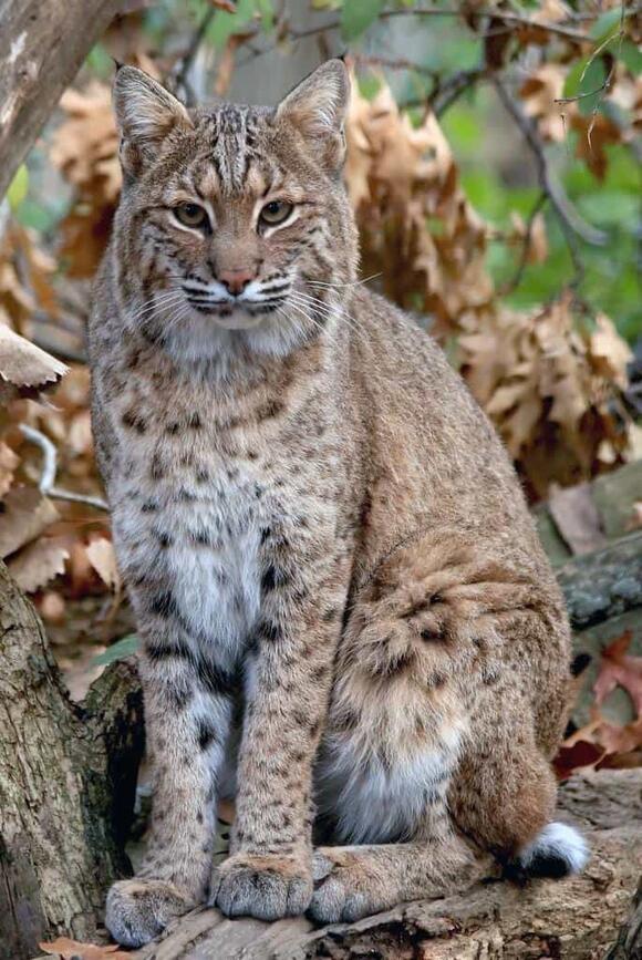 Bobcats in Alabama: How Many Are There and Are They Dangerous? - NewsBreak