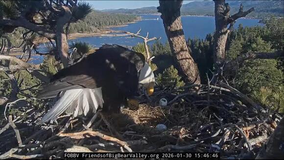 Ravens eats bald eagle egg at Big Bear nest - NewsBreak
