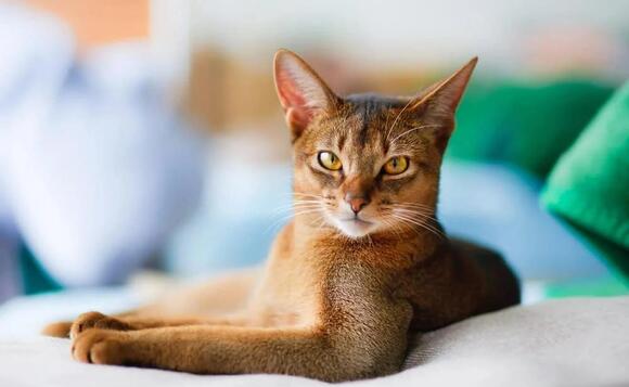 Meet 10 Cat Breeds That Make Great Home Guardians - NewsBreak