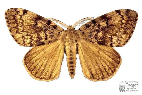 Forest Pests Reshaping Massachusetts: 9 Invasive Insects to Know ...