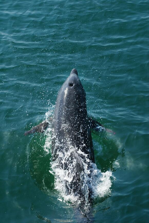 14 Most Intelligent Marine Animals - NewsBreak