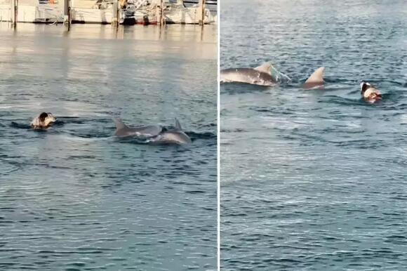 Dog achieves her "dream" of meeting new dolphin friends in the sea ...