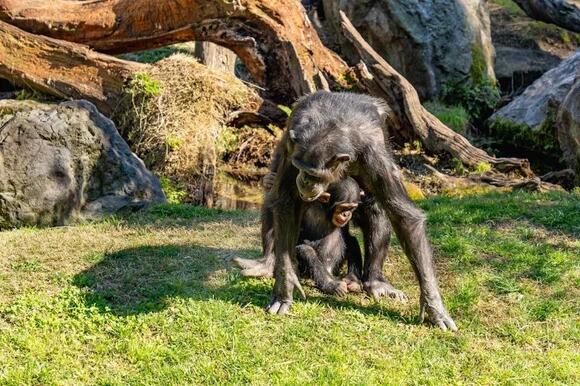 8 Incredible Ways Animals Protect Their Young from Predators - NewsBreak