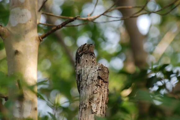 10 Wild Animals That Have Mastered the Art of Disguise - NewsBreak