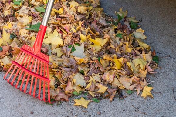Wisconsin Cardiologists Warn: Raking Leaves Can Be as Risky as ...