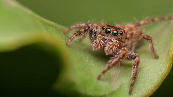 15 Tips for Managing Spider Infestations During Storm Season - NewsBreak