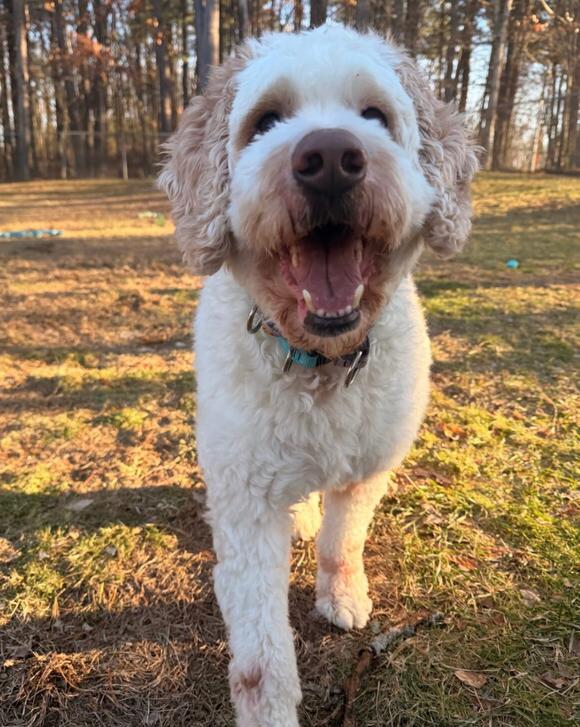 Wrigley Is Still Waiting: This Playful Doodle Just Needs a Safe & Quiet ...