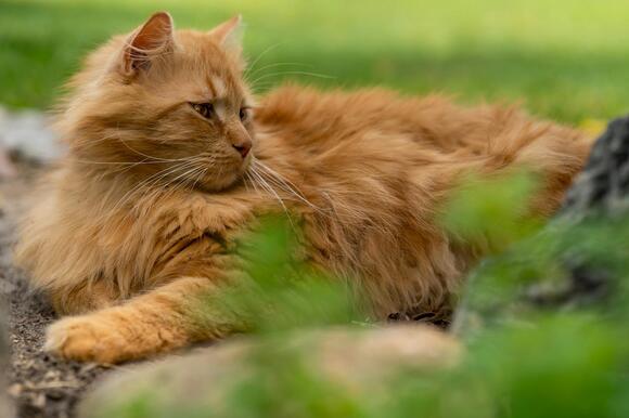 The Emotional Intelligence Gap: Domestic Cats vs Big Cats - NewsBreak