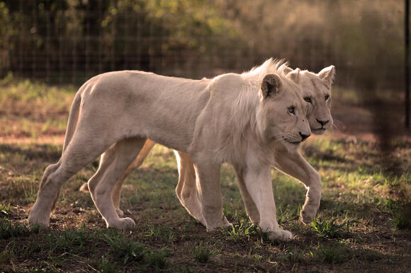 The Role of Brain Research in Understanding Animal Communication ...