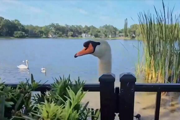 Florida couple adopts swan named Lola who ‘completely changed’ their ...