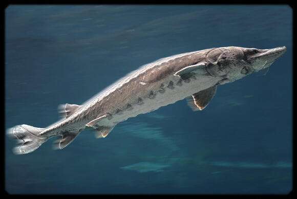 10 Animals That Survived Mass Extinction Events - NewsBreak