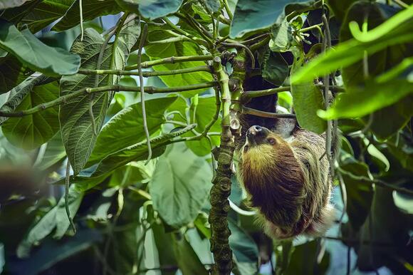 12 Things You Did Not Know About the Sloth Digestive System - NewsBreak