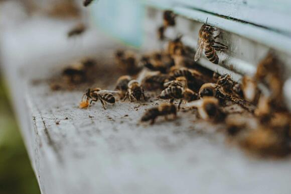 Bees Can Do Basic Math - NewsBreak