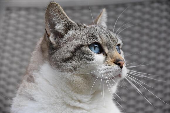 Why Cats Circle You Three Times Before Sitting – Energy Explained ...