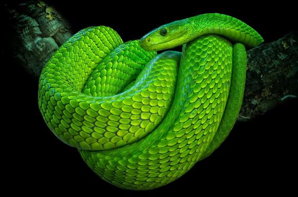 Green Snakes in Nebraska: Species Guide and Where to Find Them - NewsBreak