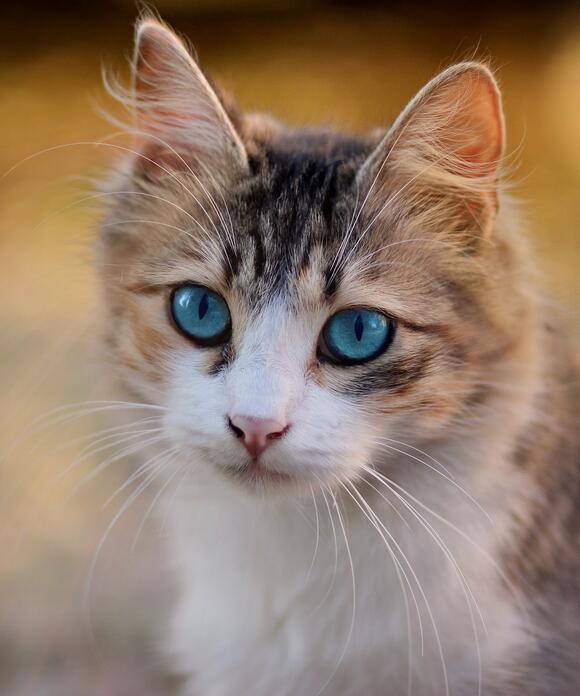 10 Cat Breeds That Make the Most Eye Contact - NewsBreak