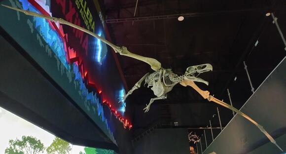 8 Times Evolution Created Sky Beasts Too Big to Last - NewsBreak