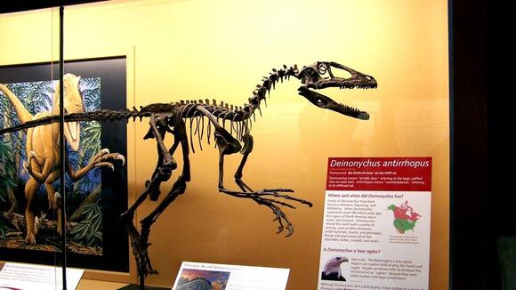 8 Incredible Dinosaur Discoveries That Rewrote Paleontology Textbooks ...