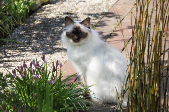7 Cat Breeds That Radiate Gentle, Healing Energy - NewsBreak